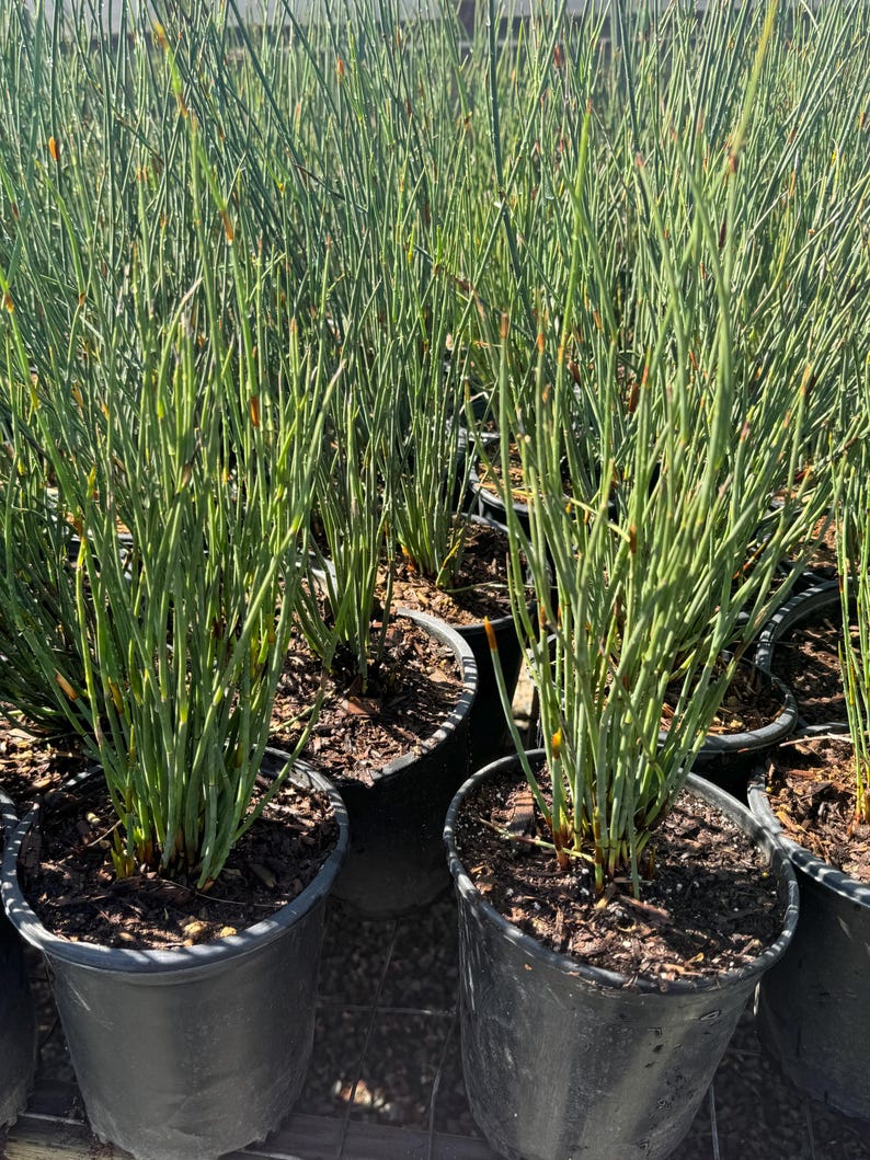 Cape Rush (chondropetalum Tectorum) – One Gallon Pot - Etsy