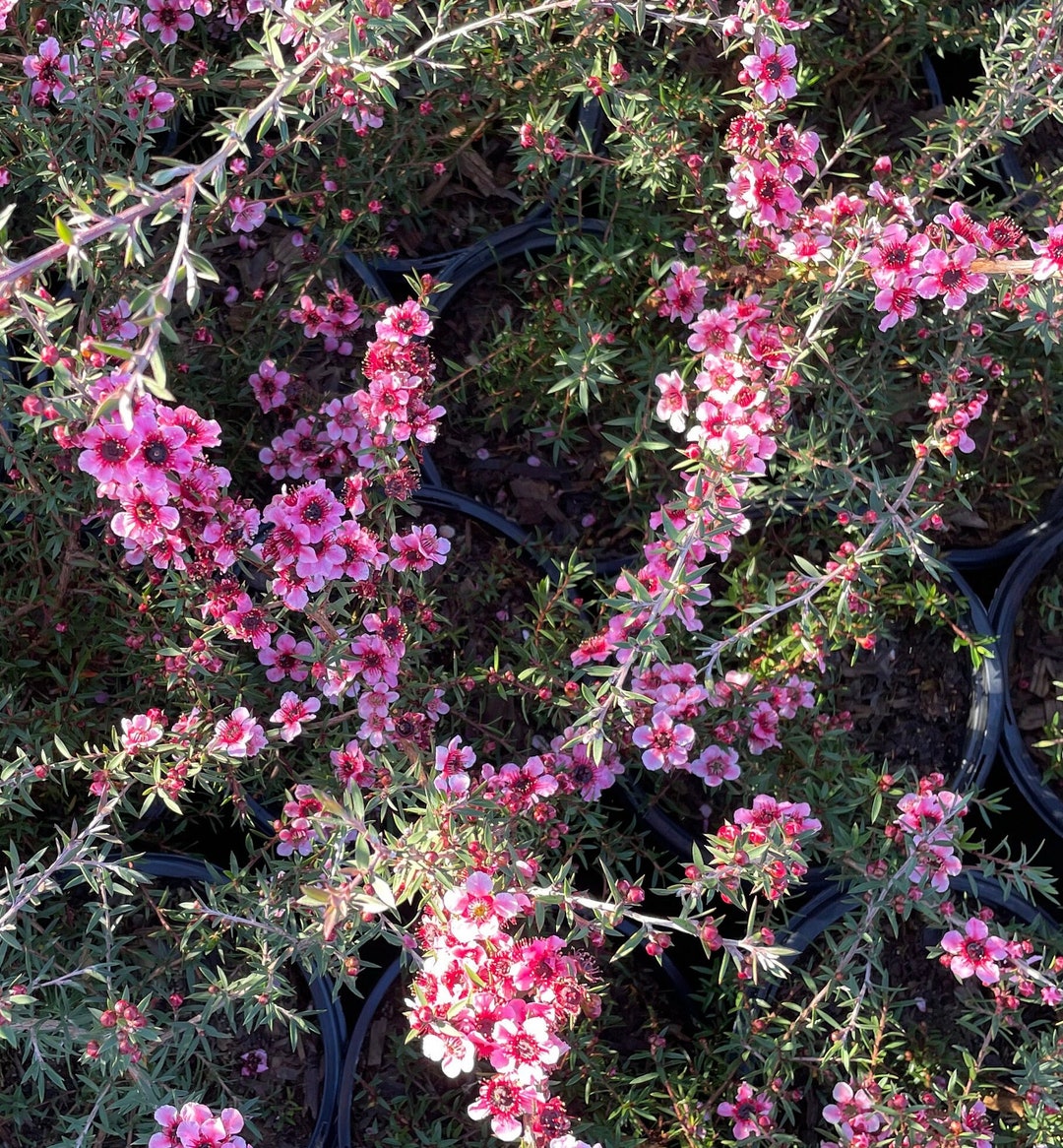 Leptospermum Scoparium Tea Tree - Not Currently Blooming! 3 Colors to ...