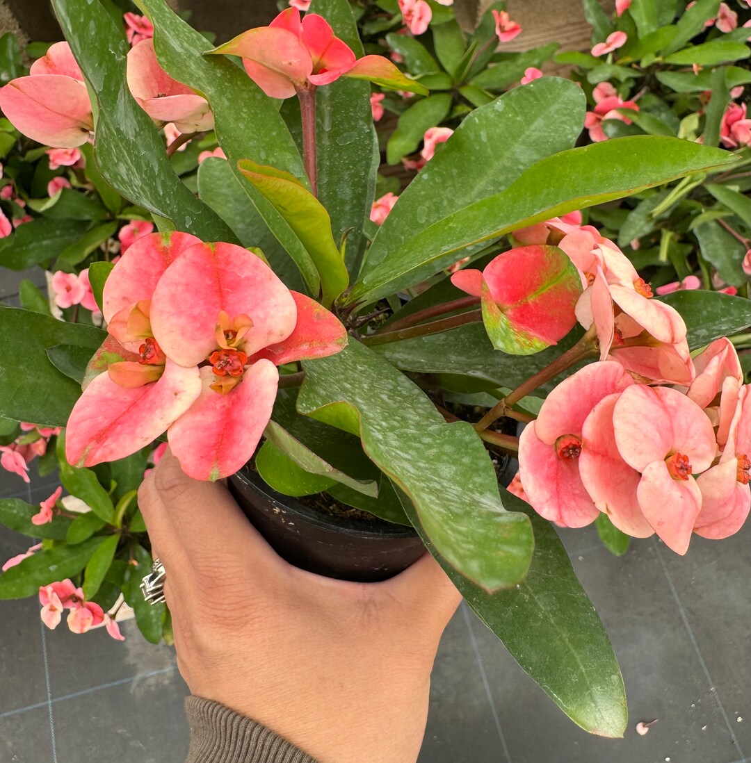 Crown of Thorns- Now Blooming - Etsy
