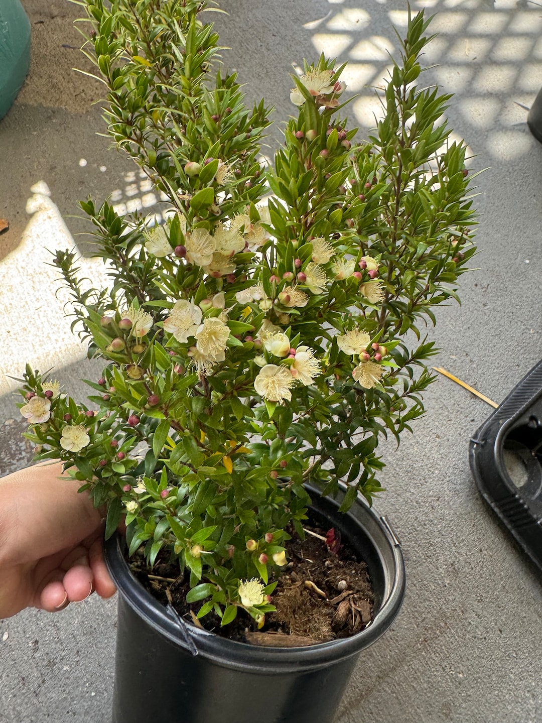 Dwarf Myrtle, Myrtus Communis ‘compacta’ - Etsy