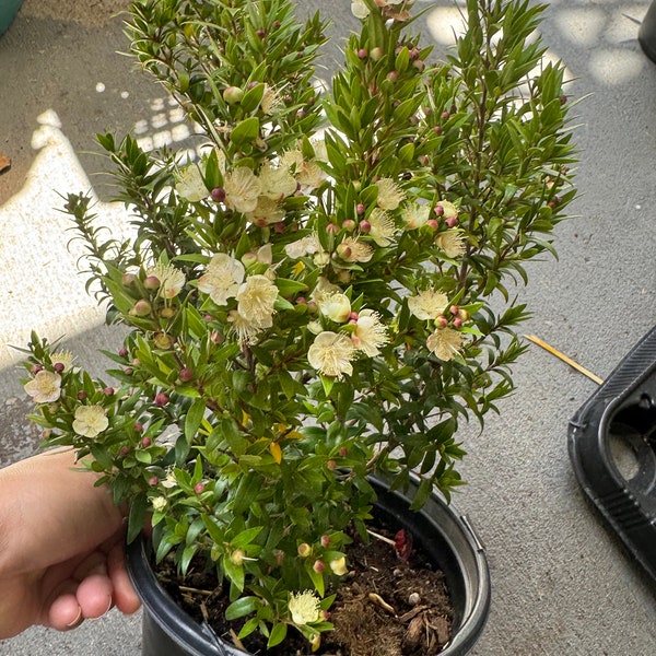 Dwarf Crape Myrtle - Etsy