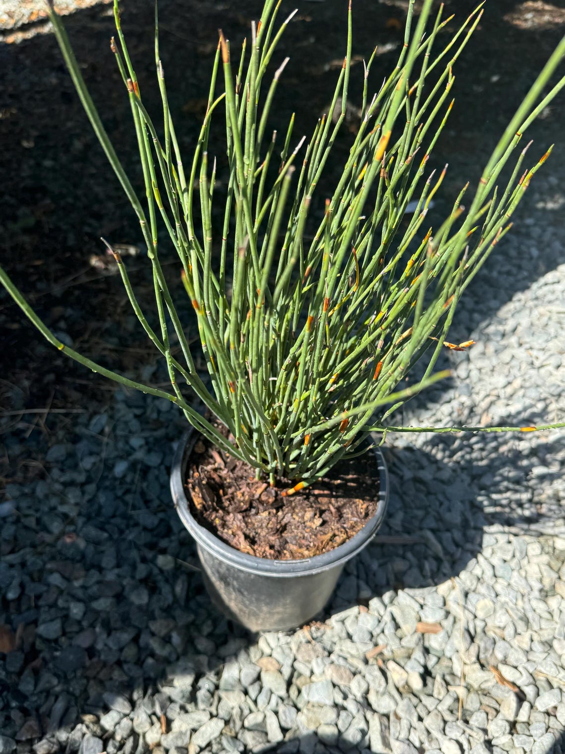 Cape Rush (chondropetalum Tectorum) – One Gallon Pot - Etsy