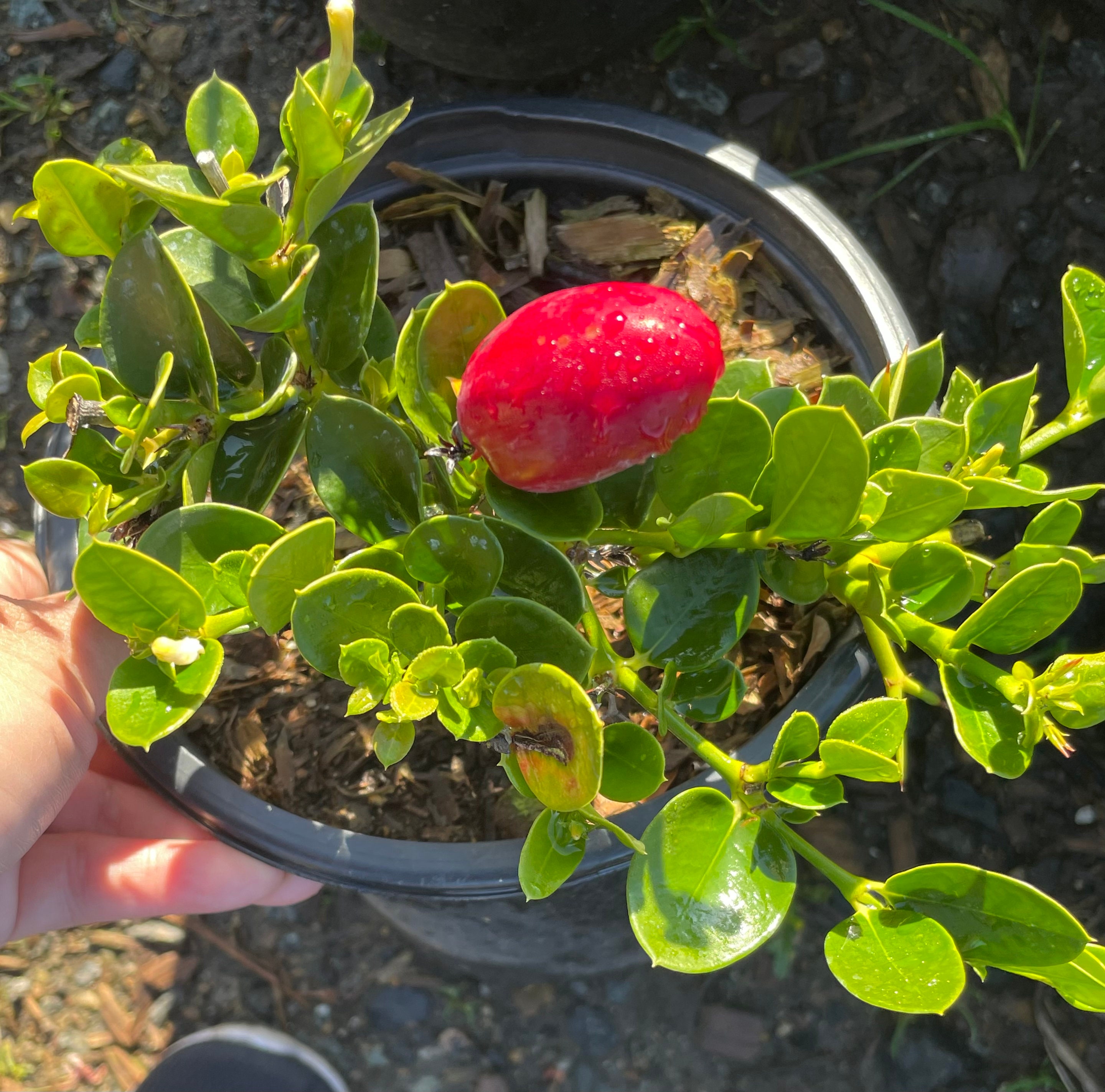 Natal Plum Carissa Macrocarpa 'tuttle' or Boxwood Beauty Variegata You ...