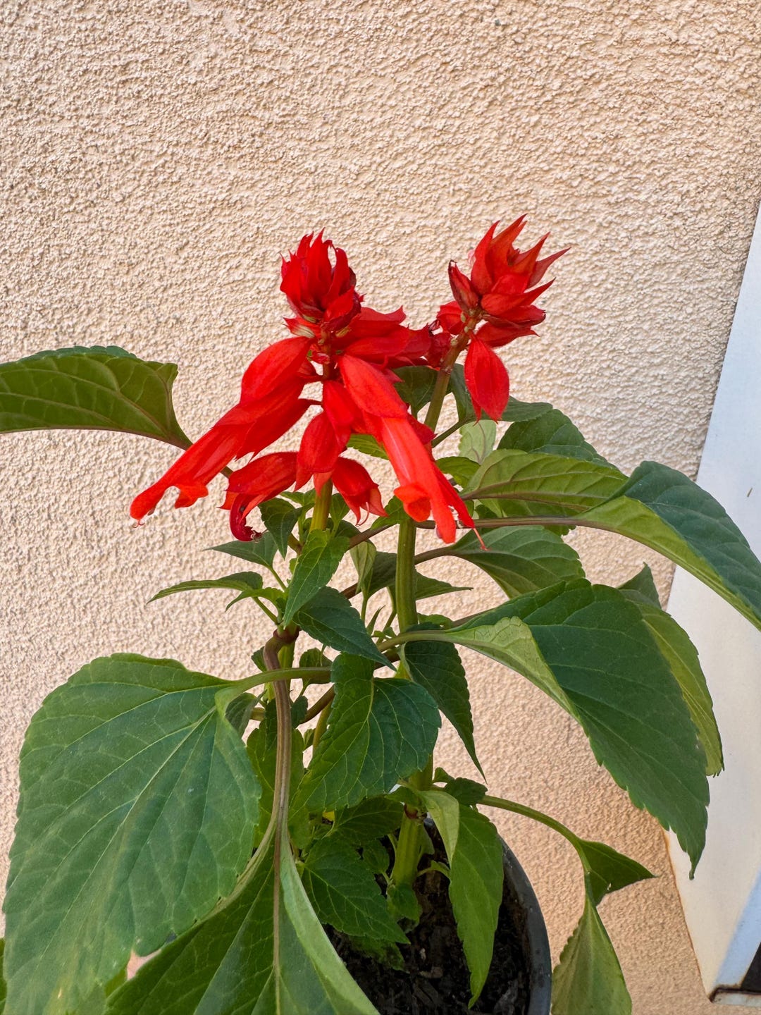 Salvia Mojave Red - Etsy