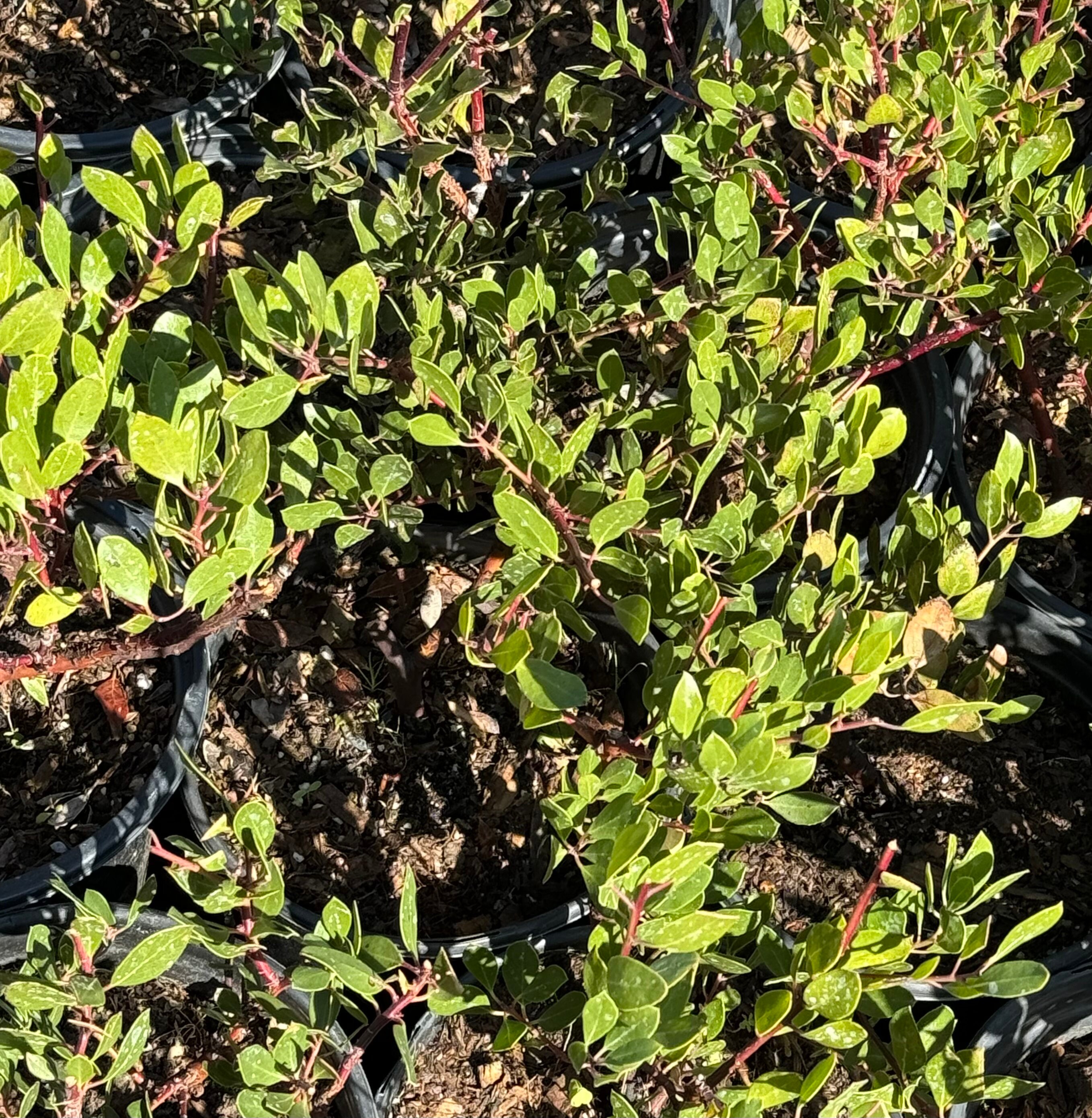 Arctostaphylos Densiflora 'dr. Hurd' Manzanita or 'howard Mcminn ...