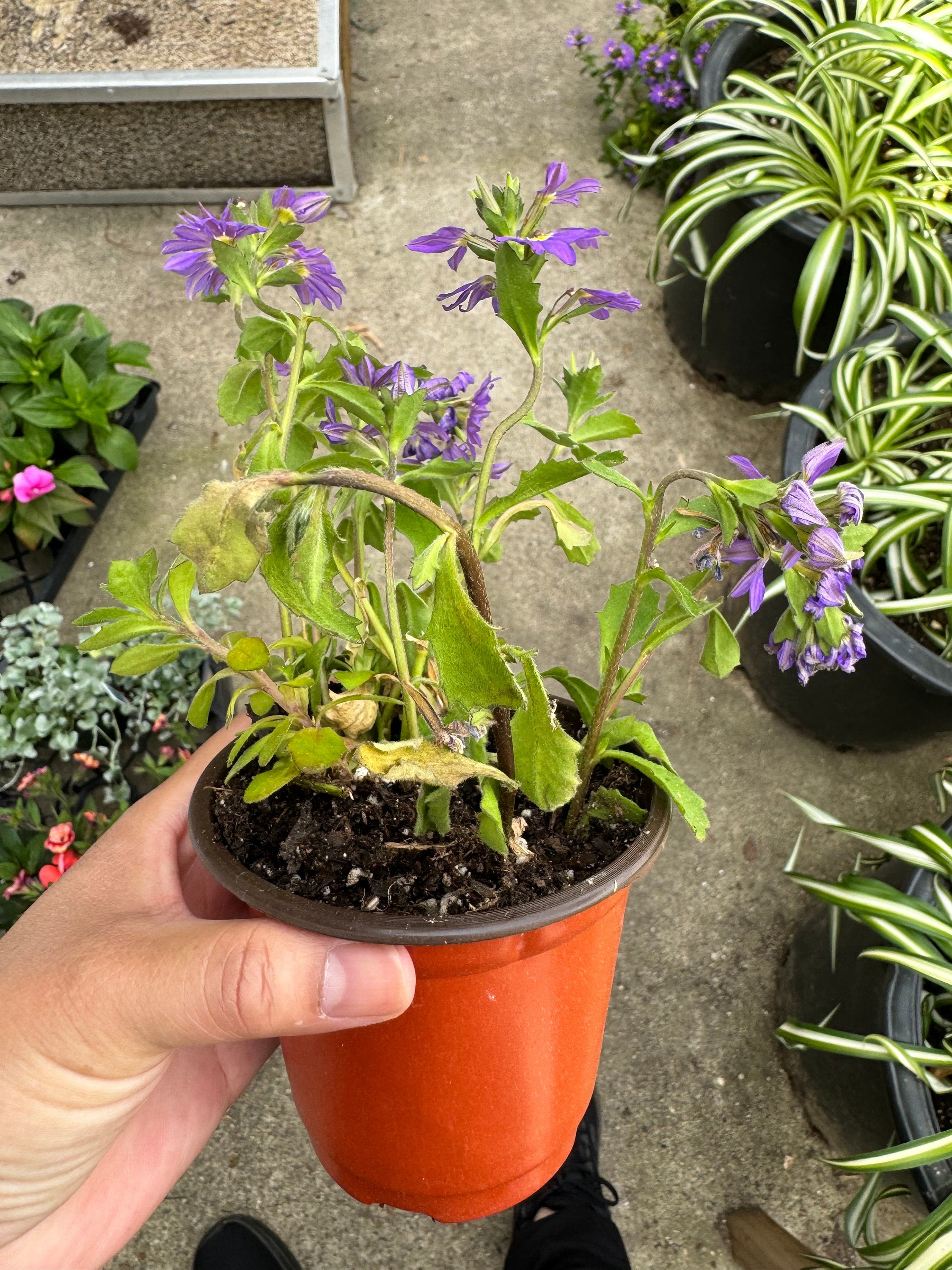 Scaevola Plant – 4” Pot – Choose Blue Brilliance, Fairy White, or Fairy ...