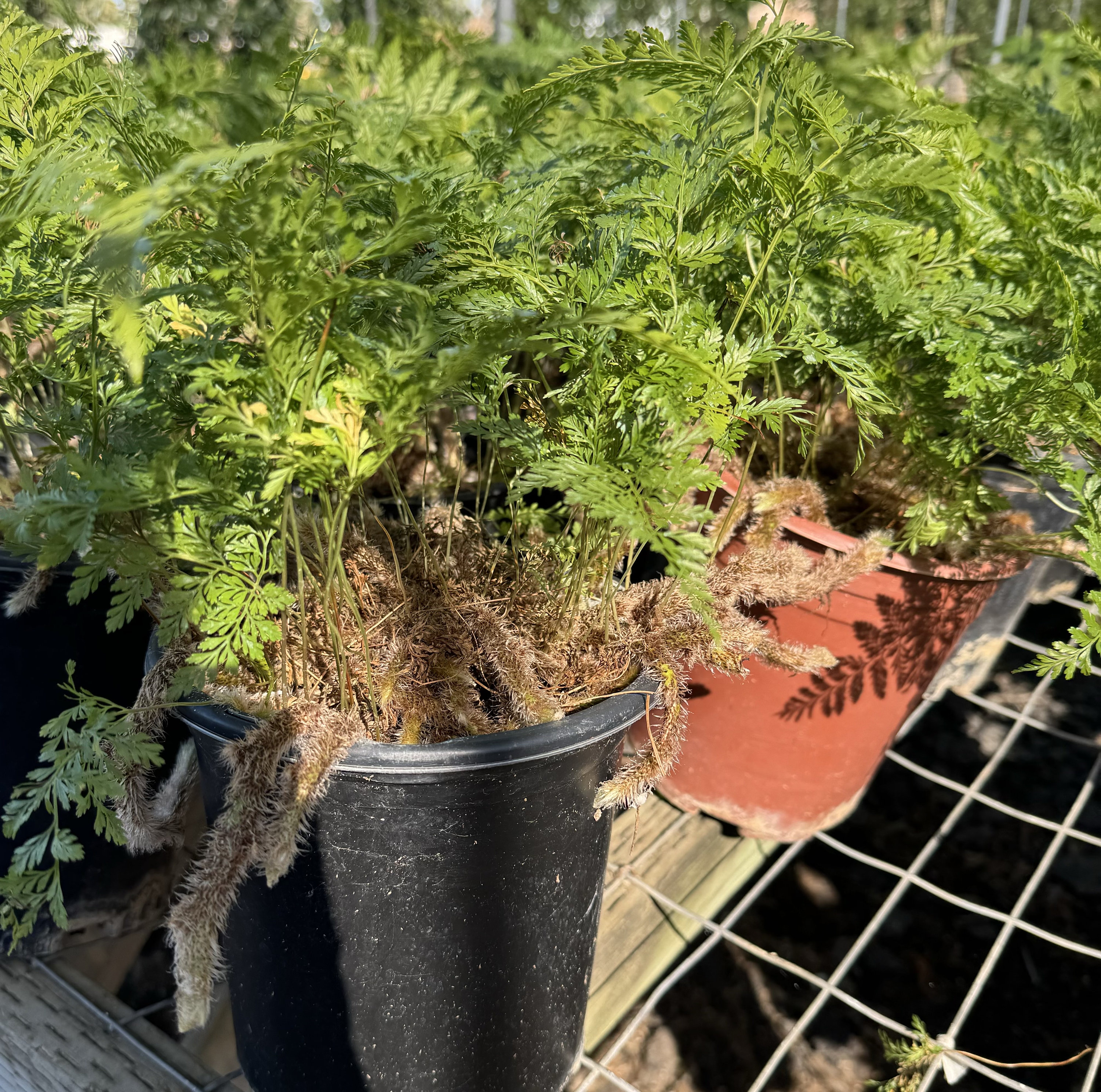 Rabbit's Foot Fern Davallia Trichomanoides, Squirrel's Foot Fern - Etsy