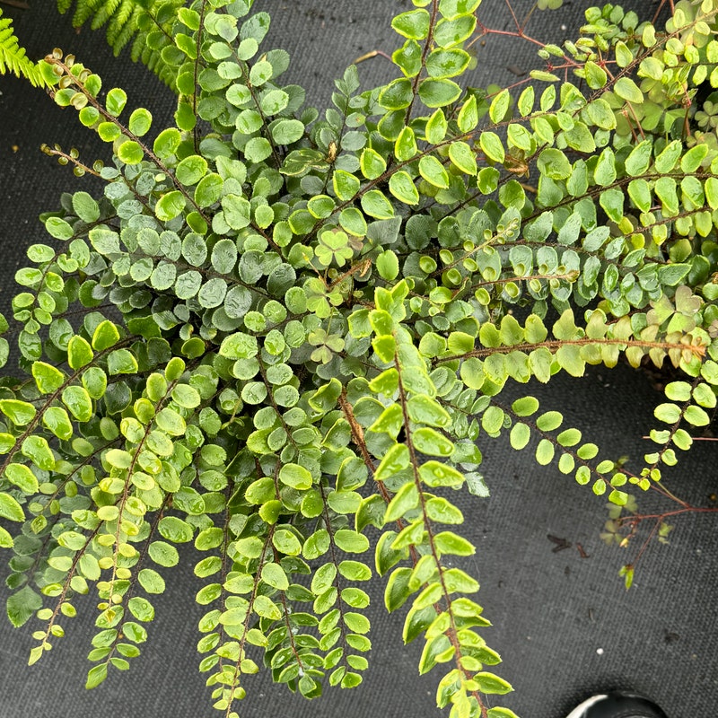 Button Fern - Etsy