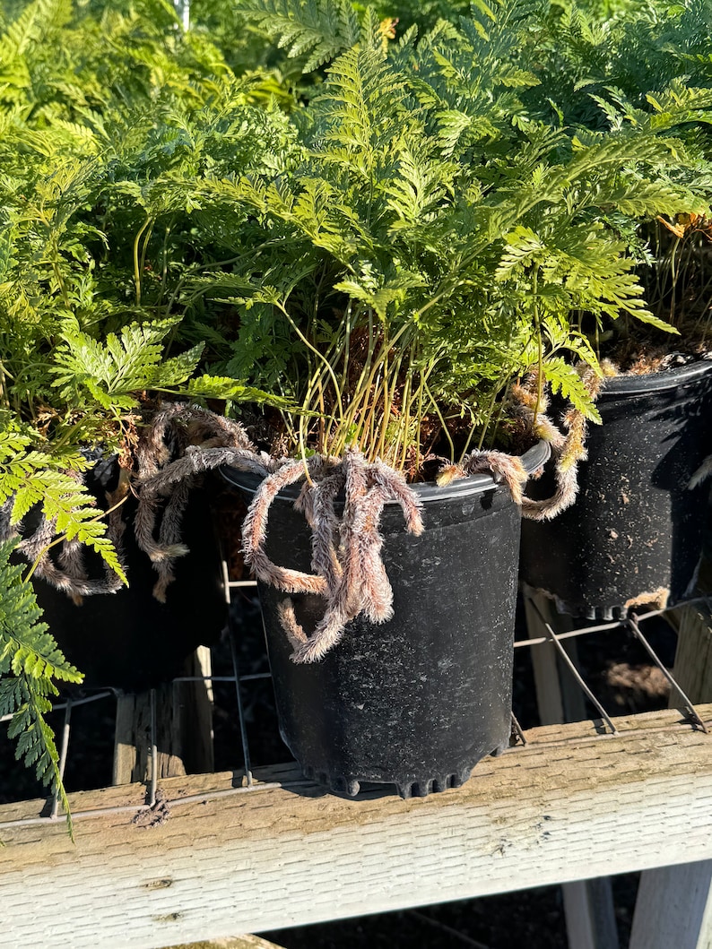 Rabbit's Foot Fern Davallia Trichomanoides, Squirrel's Foot Fern - Etsy