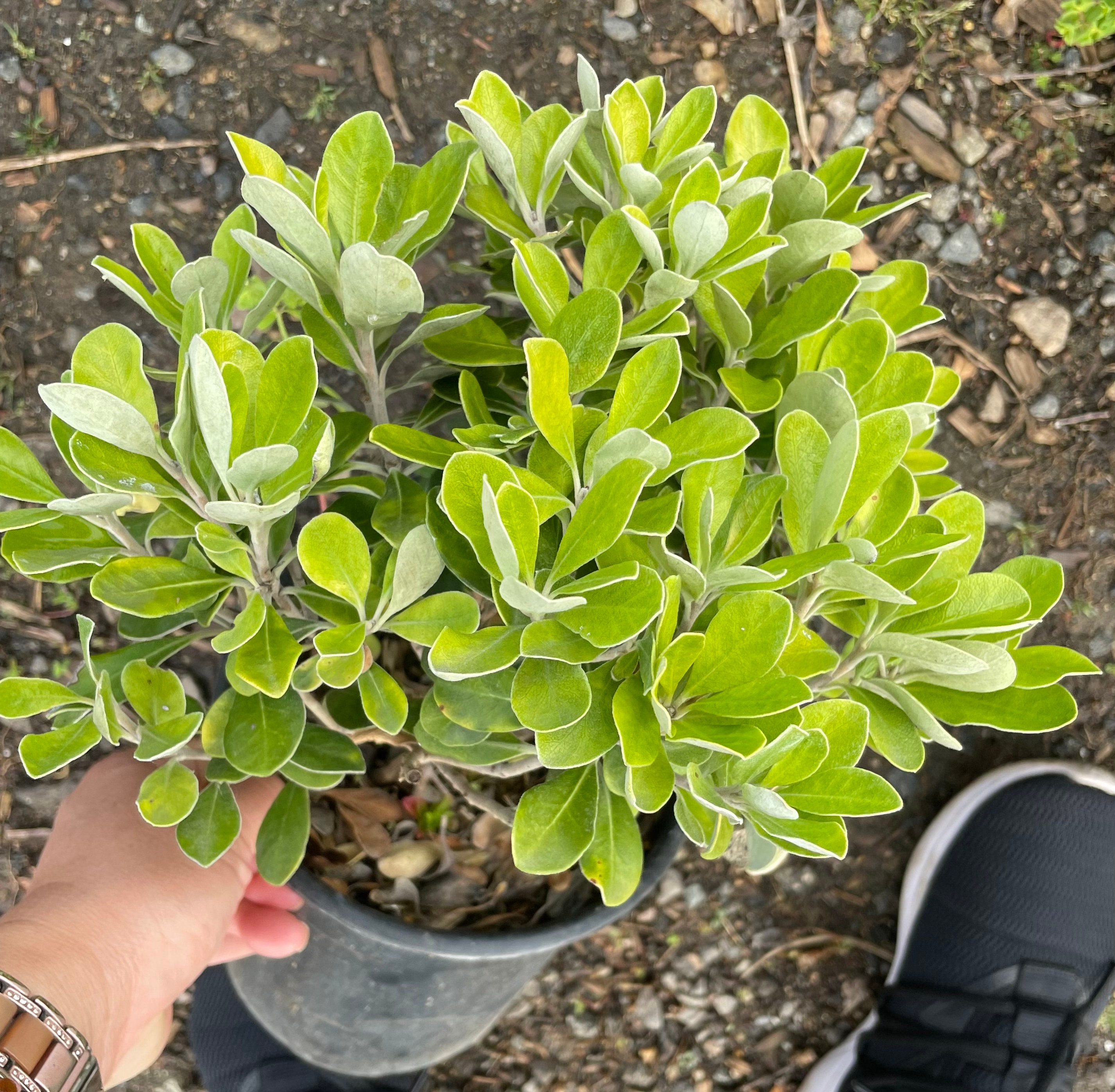 Pittosporum Crassifolium Nana Pittosporum Tobira 'Nanum'