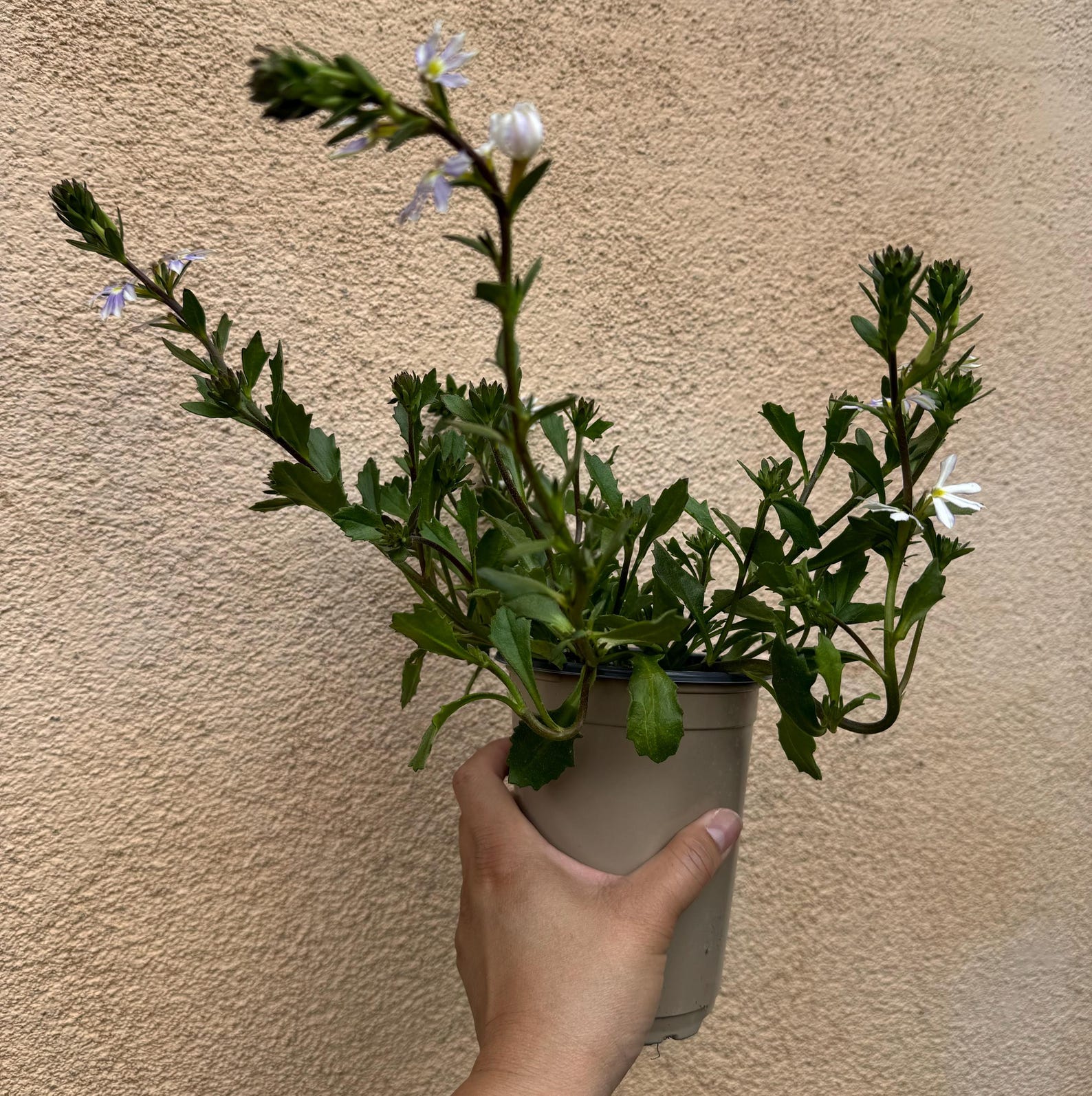 Scaevola Plant – 4” Pot – Choose Blue Brilliance, Fairy White, or Fairy ...