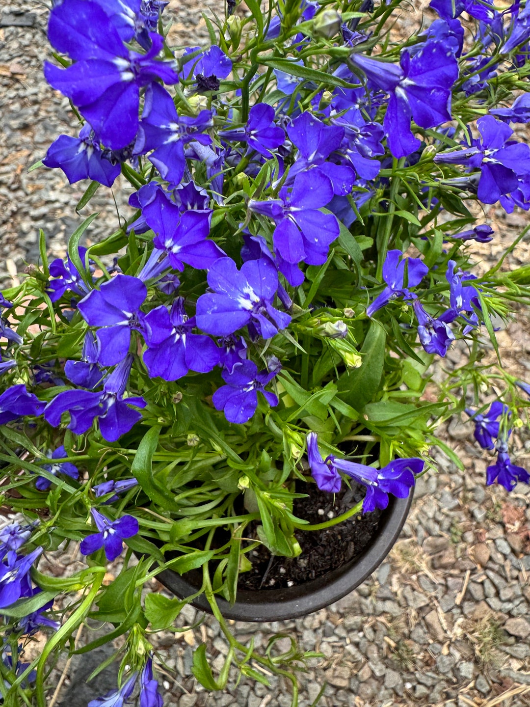 Lobelia ‘blue Moon’ - Etsy