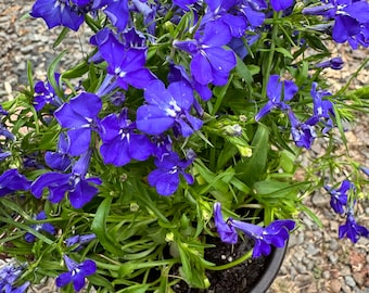 Lobelia 'starship Blue' Cardinal Flower, Quart Perennial for Shade ...