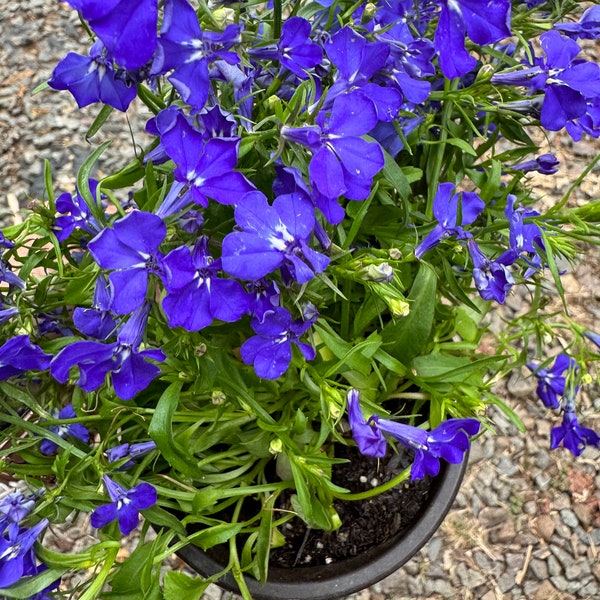 Lobelia - Etsy