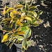 Gilt Edge Silverberry Plant - Variegated Elaeagnus in One-gallon Pot - Etsy