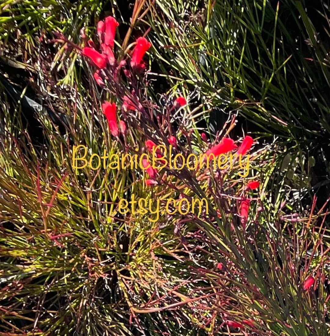 Coral Fountain Grass Firecracker Plant Russelia Equiseti Currently ...