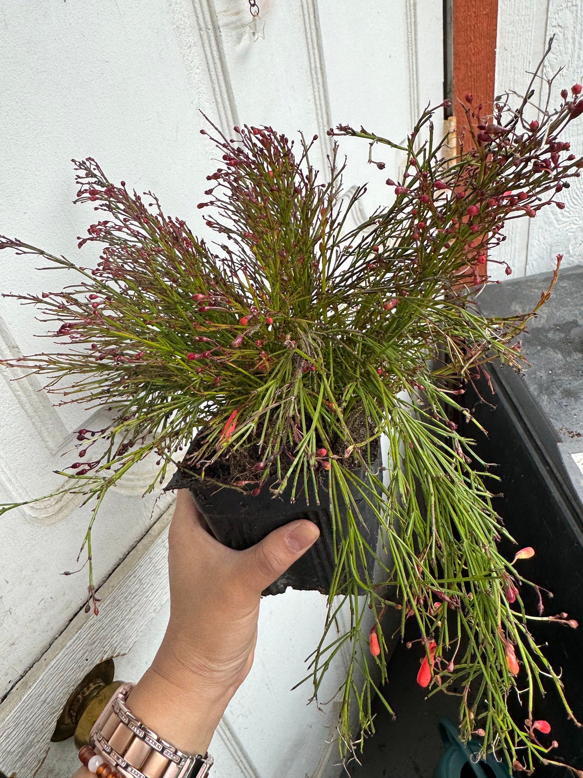 Coral Fountain Grass Firecracker Plant Russelia Equiseti Currently ...