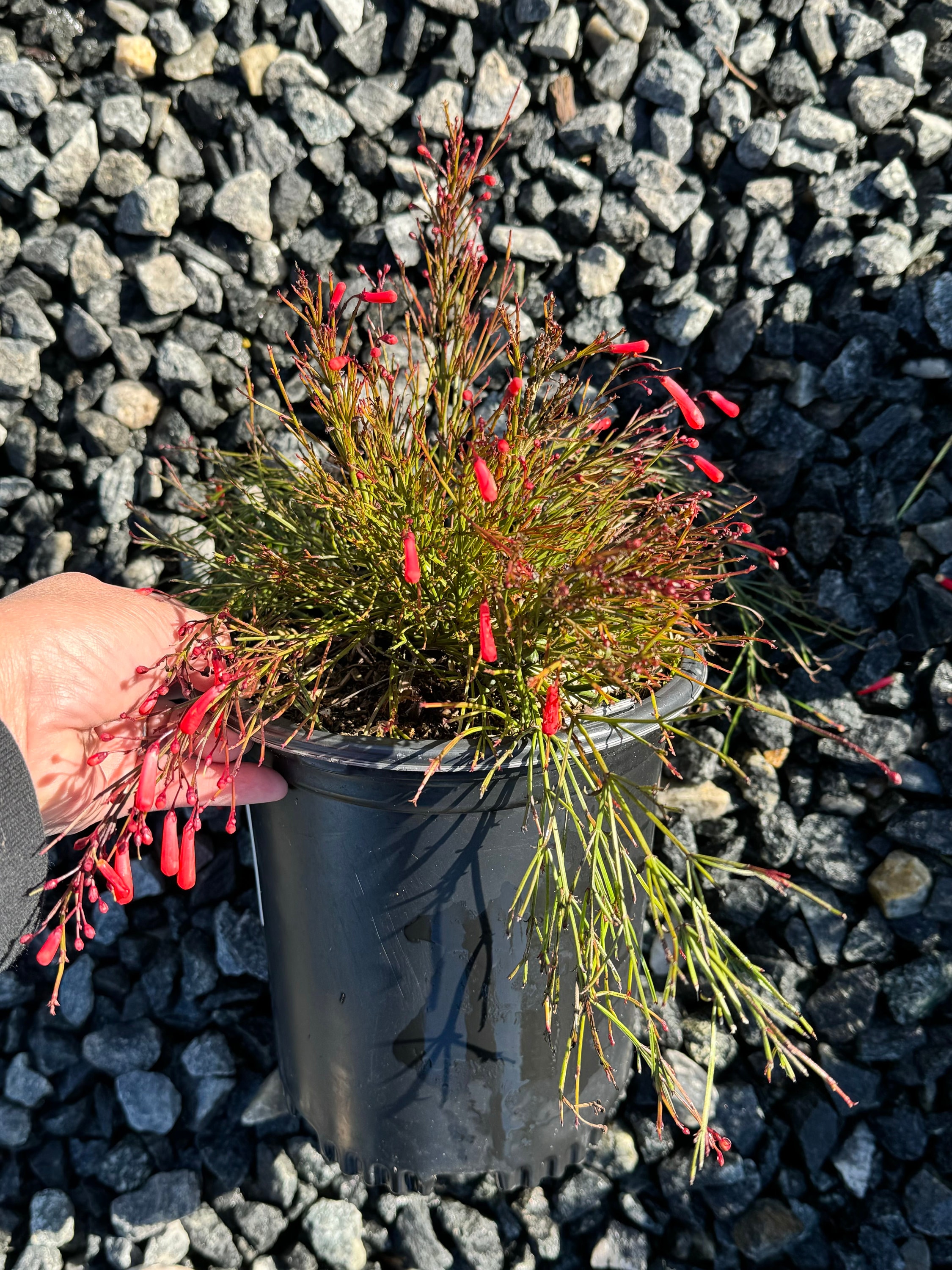Coral Fountain Grass- Firecracker Plant- Russelia Equiseti- Currently ...