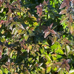 Glossy Abelia Linnaea X Grandiflora - Etsy