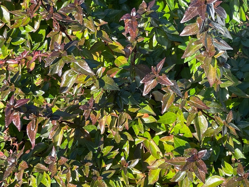 Glossy Abelia Linnaea X Grandiflora - Etsy