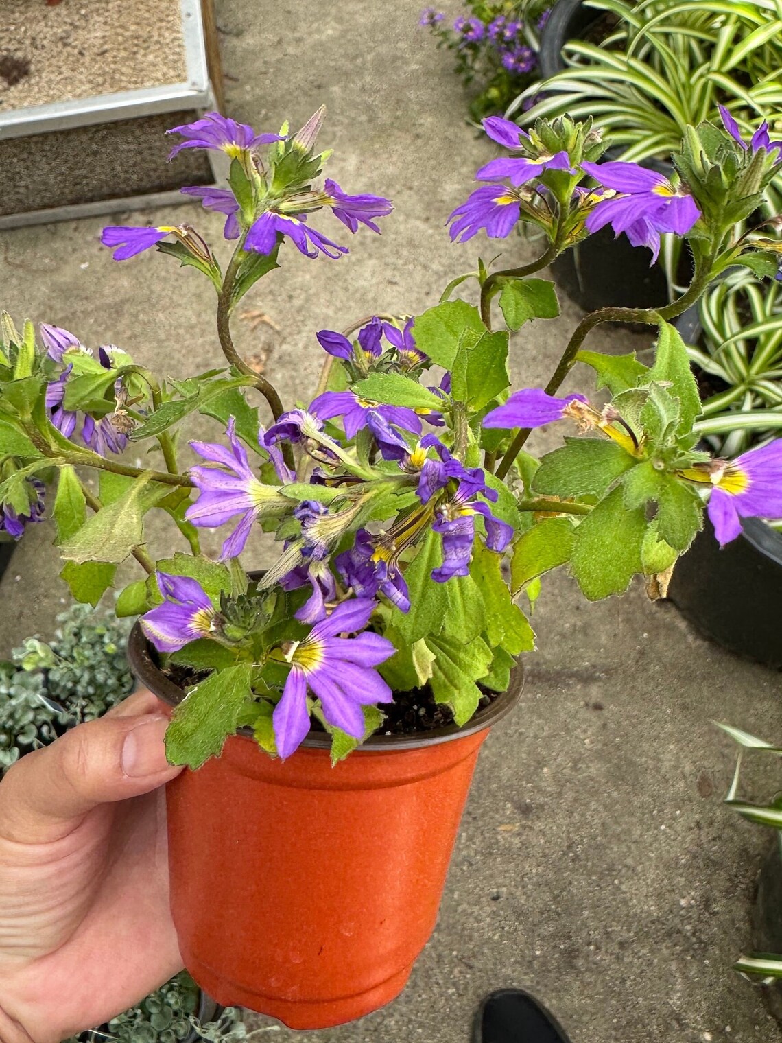 Scaevola Plant – 4” Pot – Choose Blue Brilliance, Fairy White, or Fairy ...