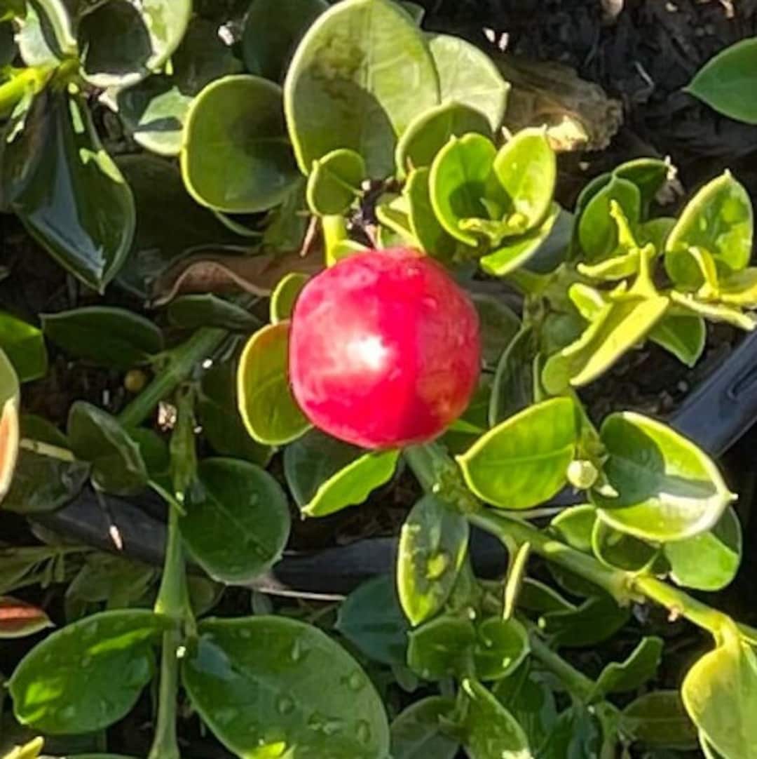 Natal Plum Carissa Macrocarpa 'tuttle' or Boxwood Beauty Variegata- You ...