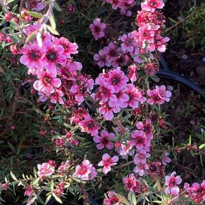 Leptospermum Scoparium Tea Tree - Now Currently Blooming! 3 Colors to ...