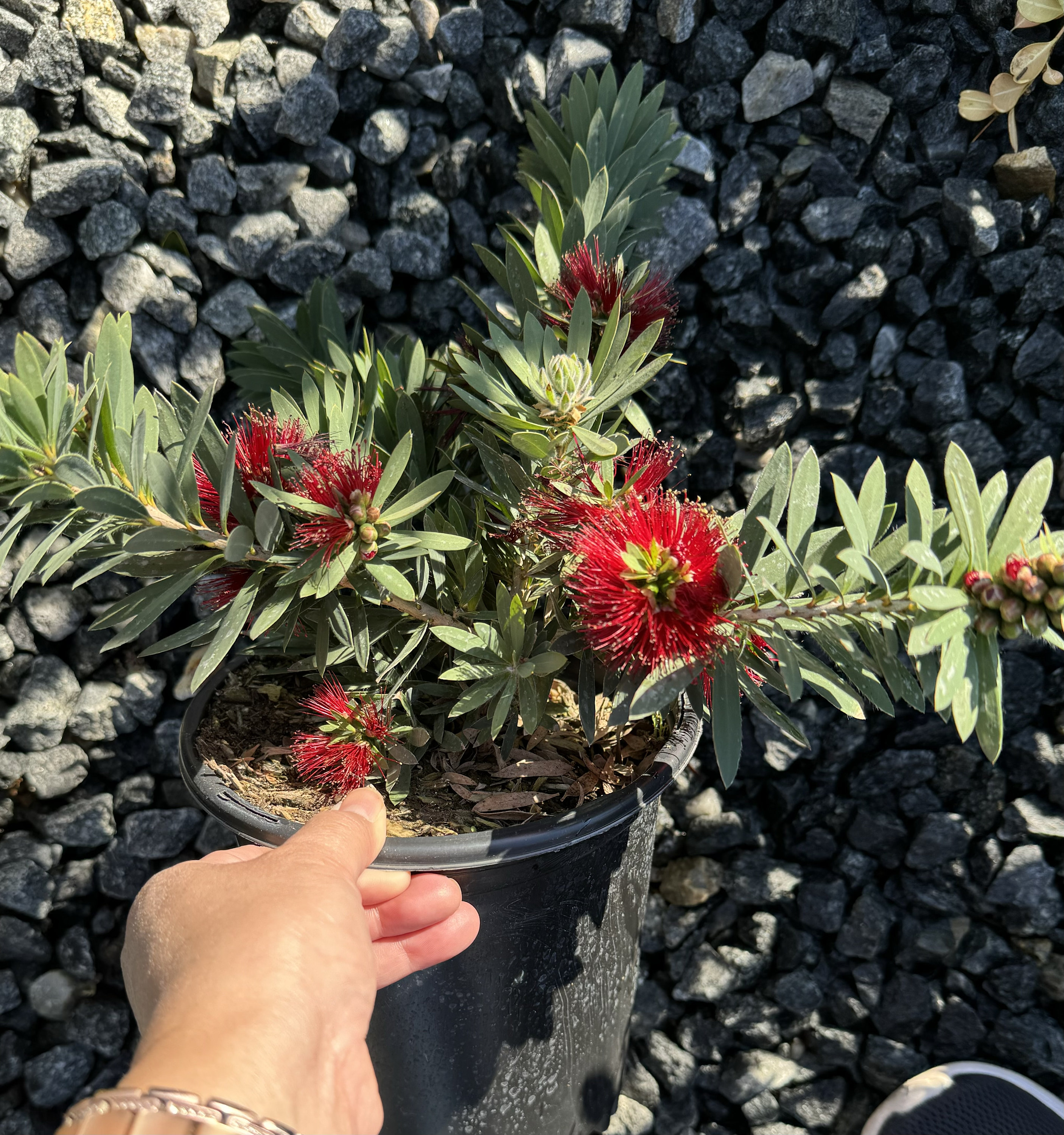 Little John Dwarf Bottlebrush Plant - 1 Gallon Pot - Etsy