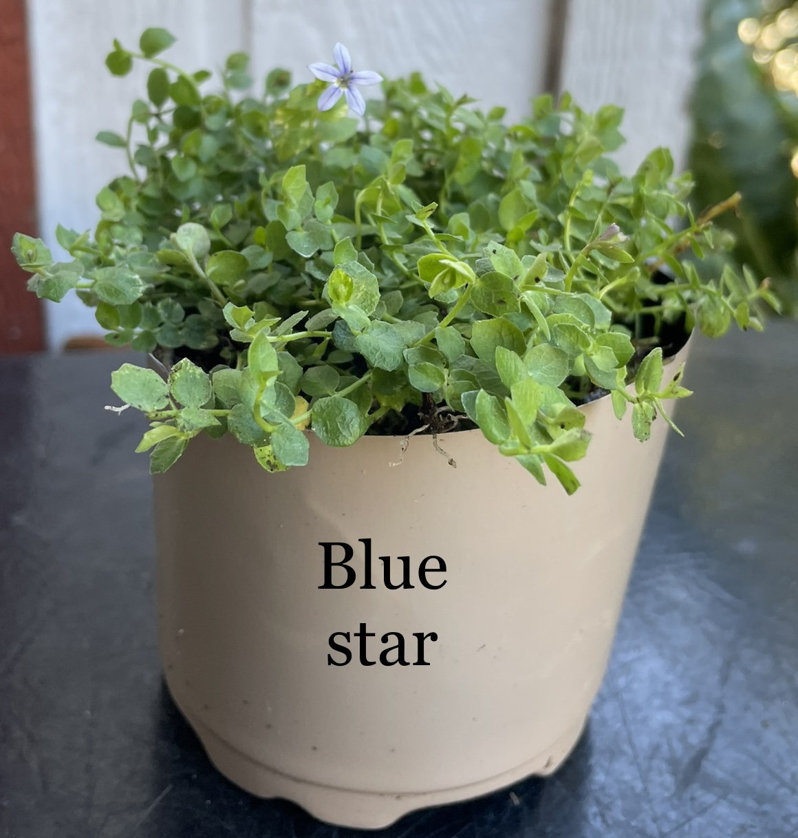 Blue Star Creeper Plant Isotoma Fluviatilis - Etsy