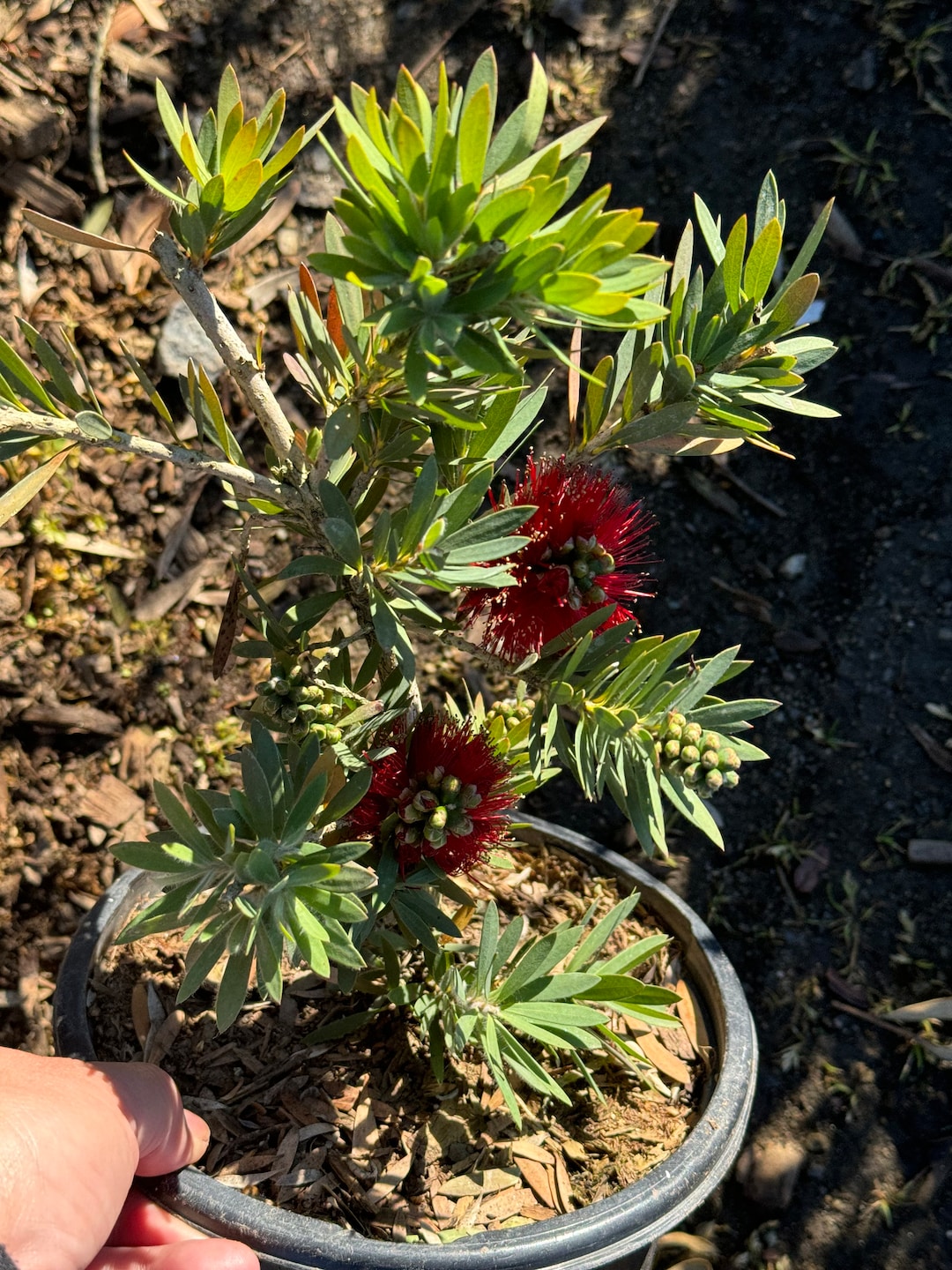 Little John Dwarf Bottlebrush Plant - 1 Gallon Pot - Etsy
