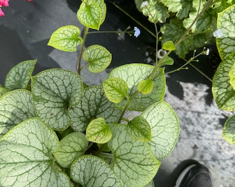 Jack Frost Brunnera Seeds - Etsy