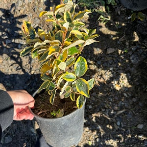 Gilt Edge Silverberry Plant - Variegated Elaeagnus in One-gallon Pot - Etsy