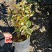 Gilt Edge Silverberry Plant - Variegated Elaeagnus in One-gallon Pot - Etsy