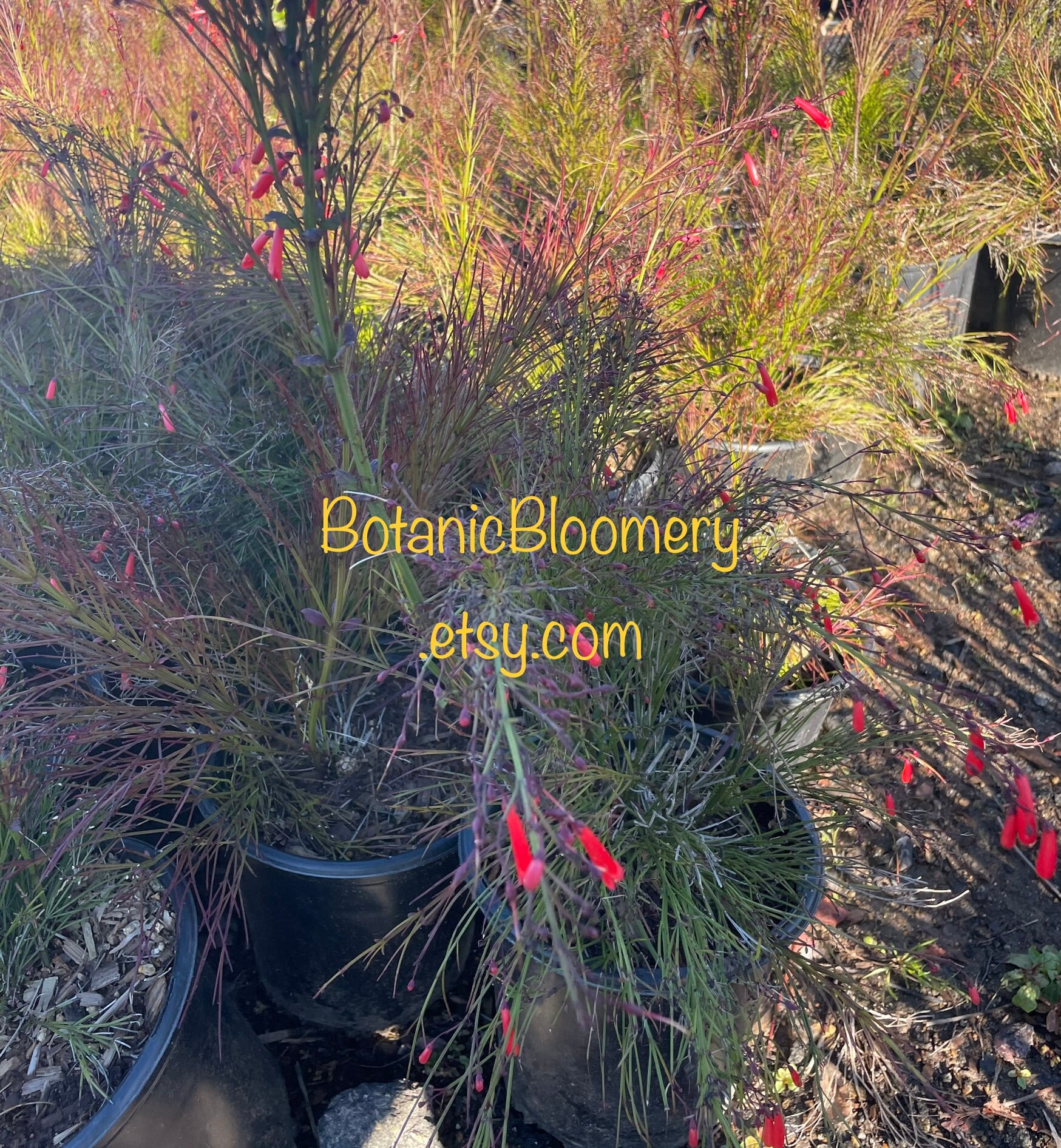 Coral Fountain Grass Firecracker Plant Russelia Equiseti Currently ...