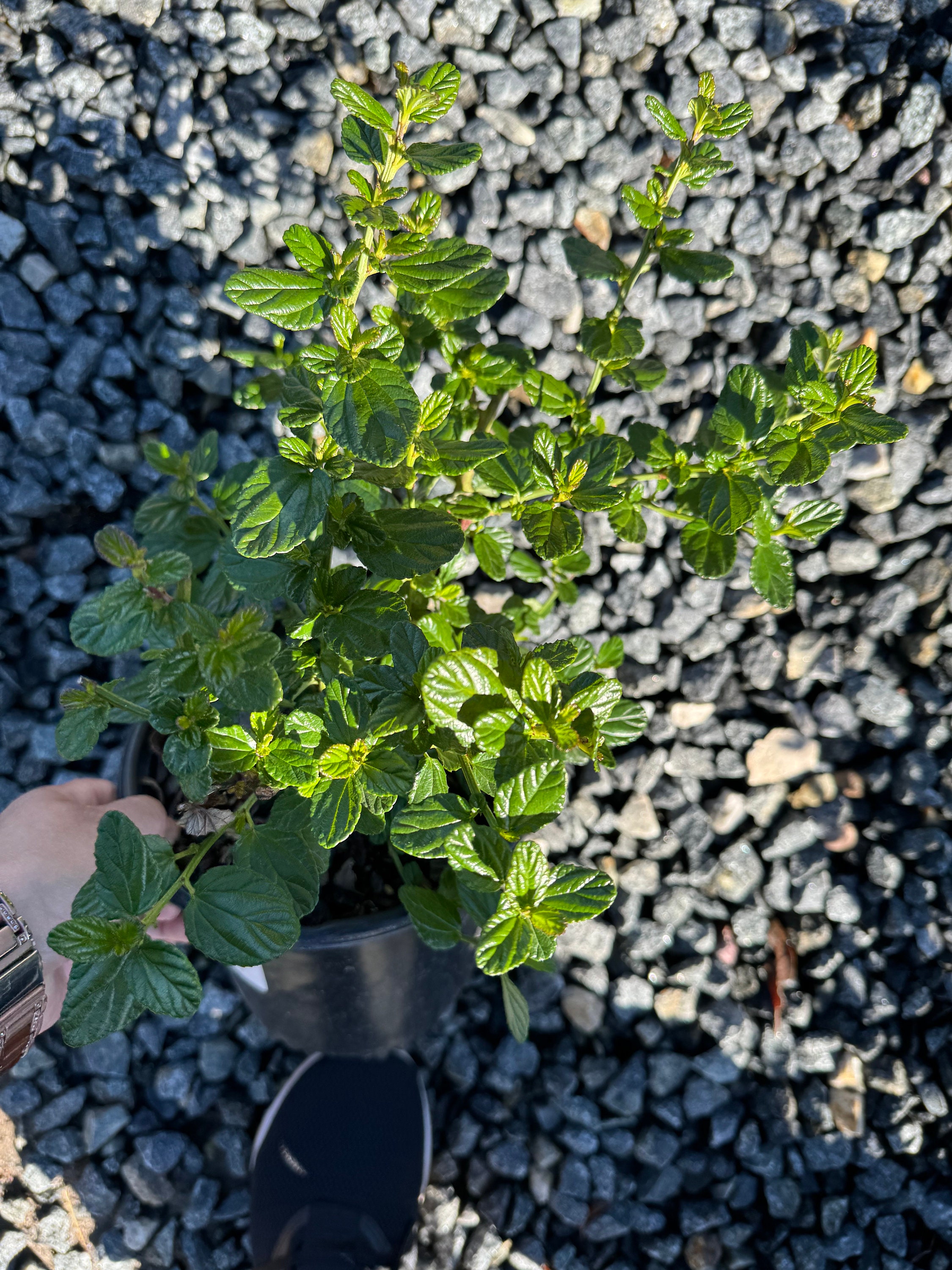 Ceanothus Griseus Horizontalis 'yankee Point' - Etsy