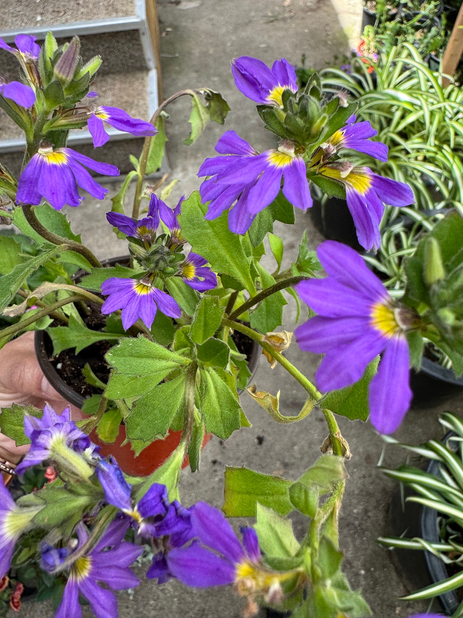 Scaevola Plant – 4” Pot – Choose Blue Brilliance, Fairy White, or Fairy ...