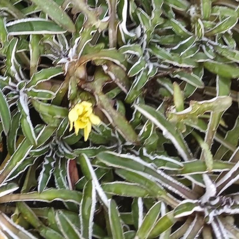 Silver Carpet Plants - Etsy