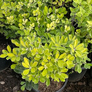 Dwarf Karo Pittosporum (pittosporum Crassifolium 'compactum' or 'nana ...