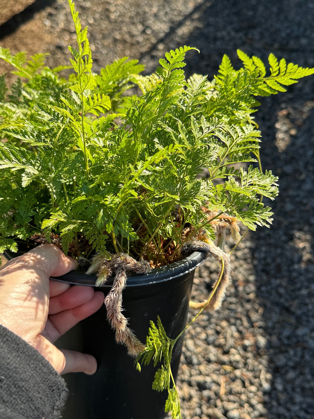 Rabbit's Foot Fern- Davallia Trichomanoides, Squirrel's Foot Fern - Etsy