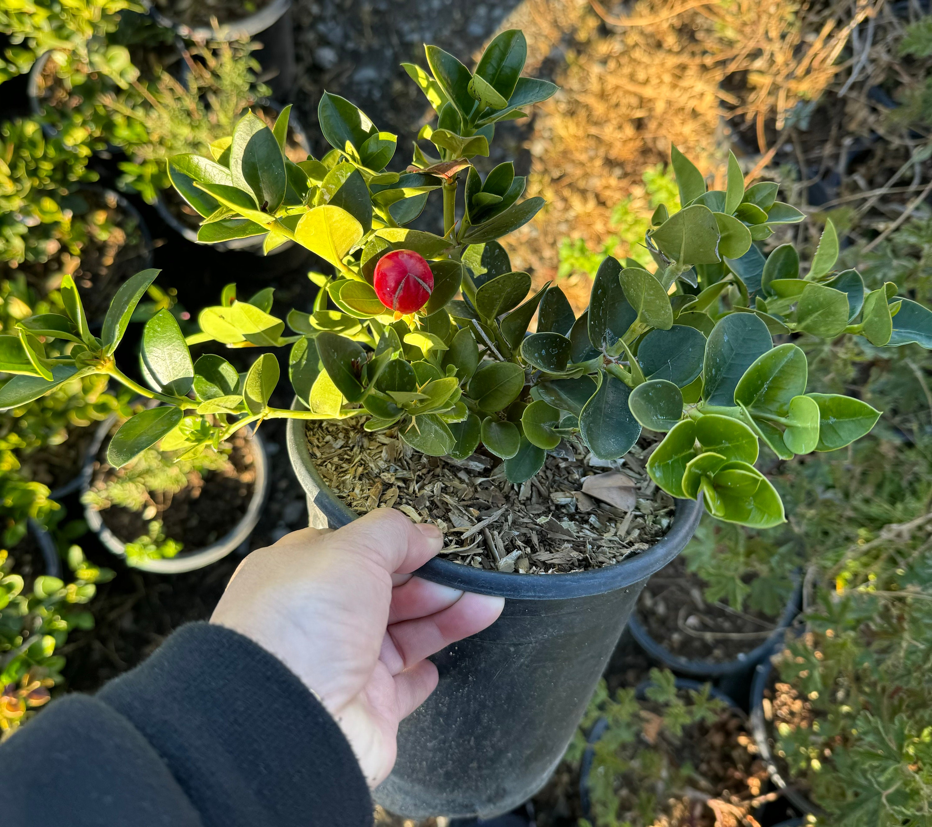 Natal Plum Carissa Macrocarpa 'tuttle' or Boxwood Beauty Variegata You ...