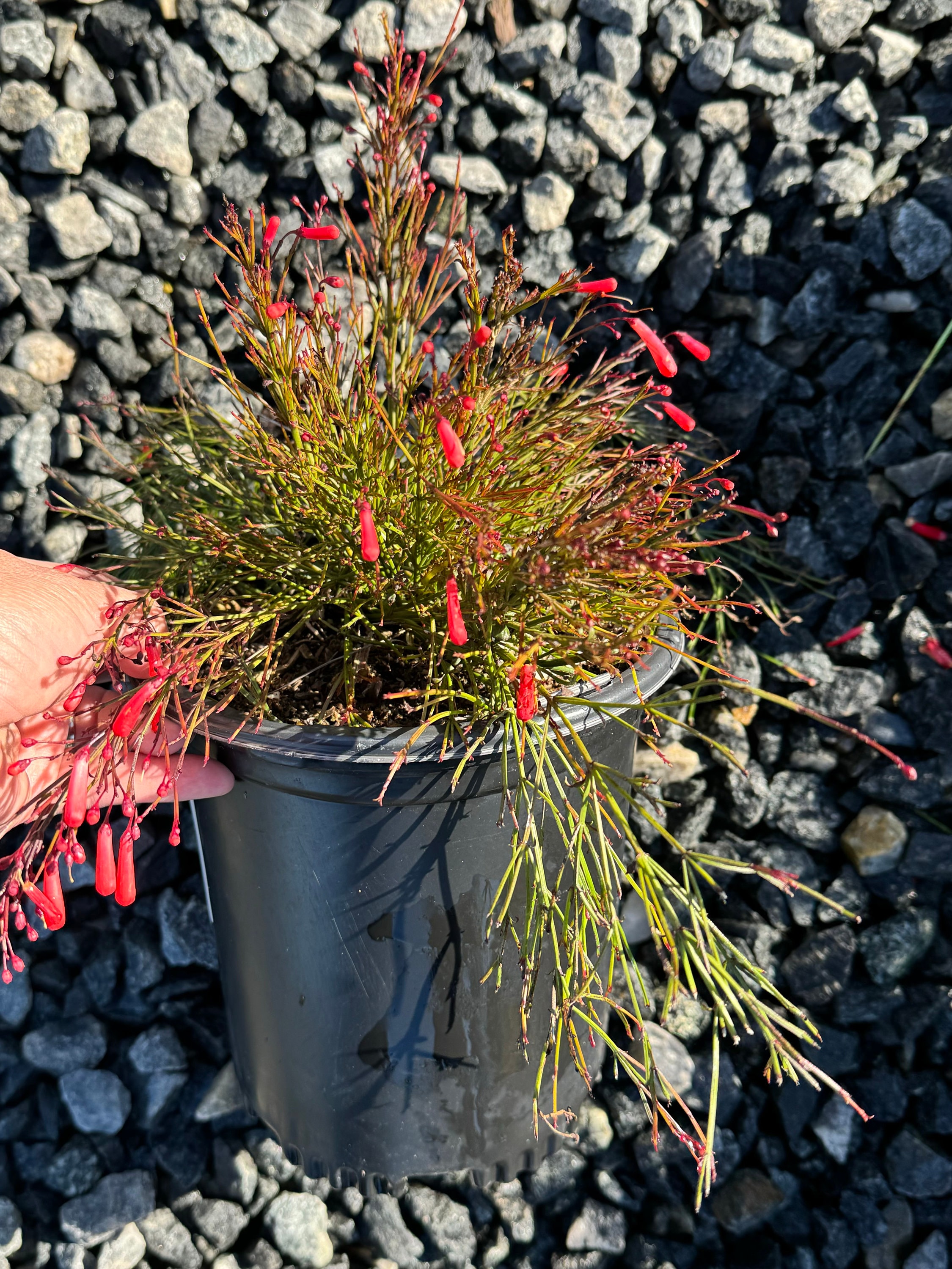 Coral Fountain Grass Firecracker Plant Russelia Equiseti Currently ...