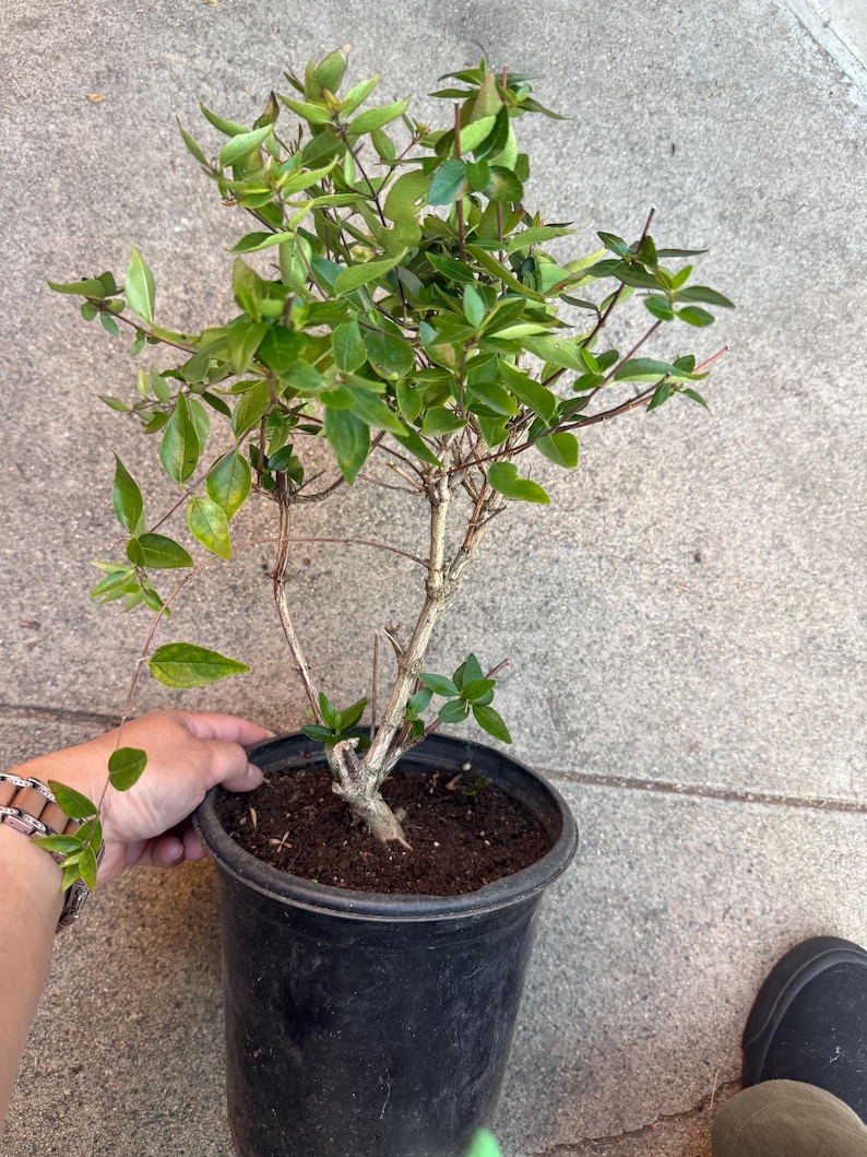 Glossy Abelia Linnaea X Grandiflora - Etsy