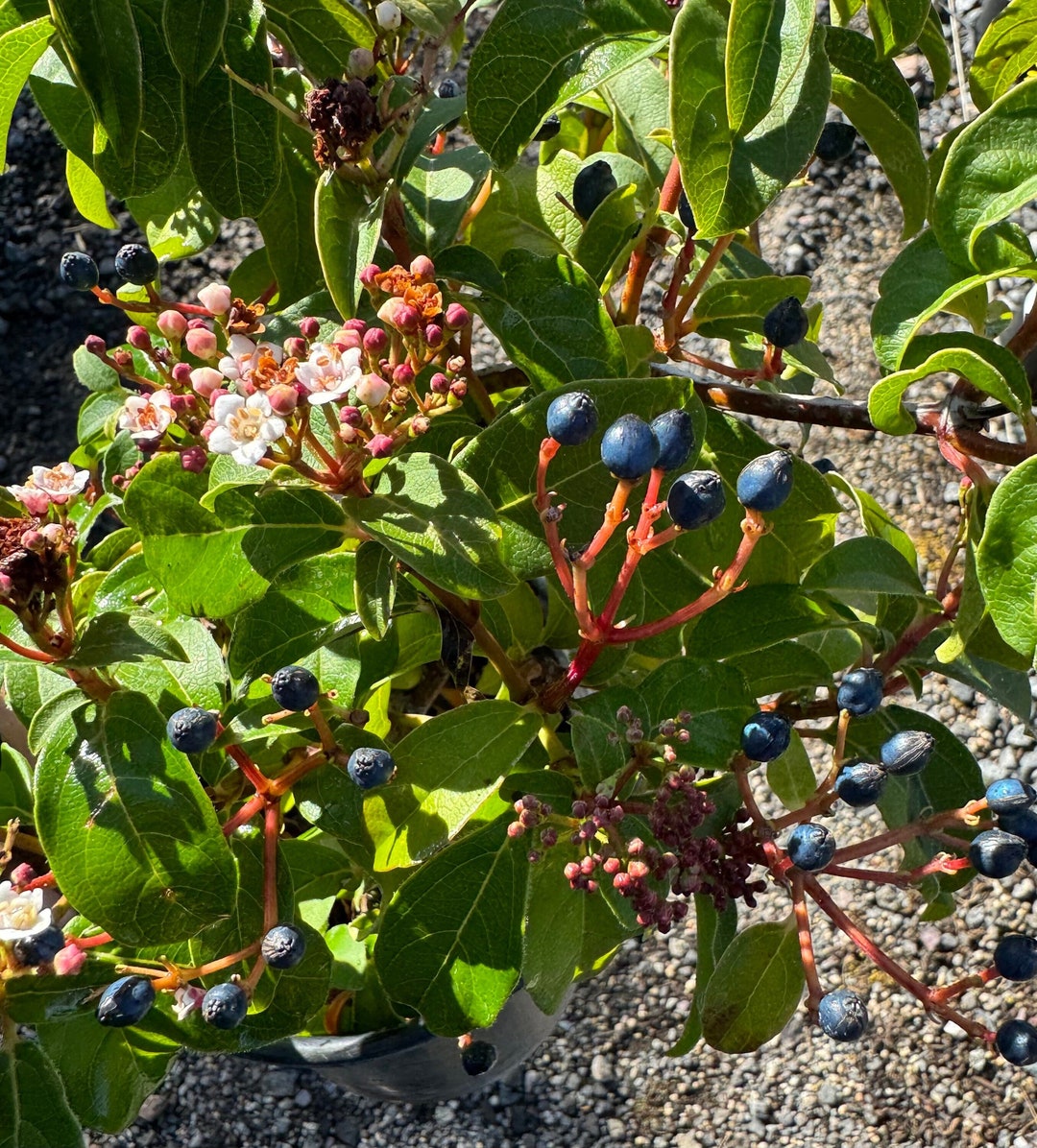 Viburnum Tinus 'spring Bouquet' - Etsy