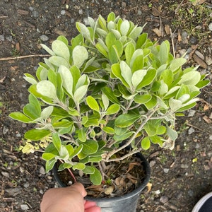 Dwarf Karo Pittosporum (pittosporum Crassifolium 'compactum' or 'nana ...