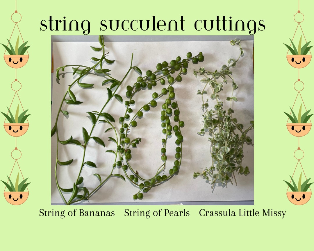 Succulent Cuttings Set – String of Banana, Pearl, Crassula - Etsy