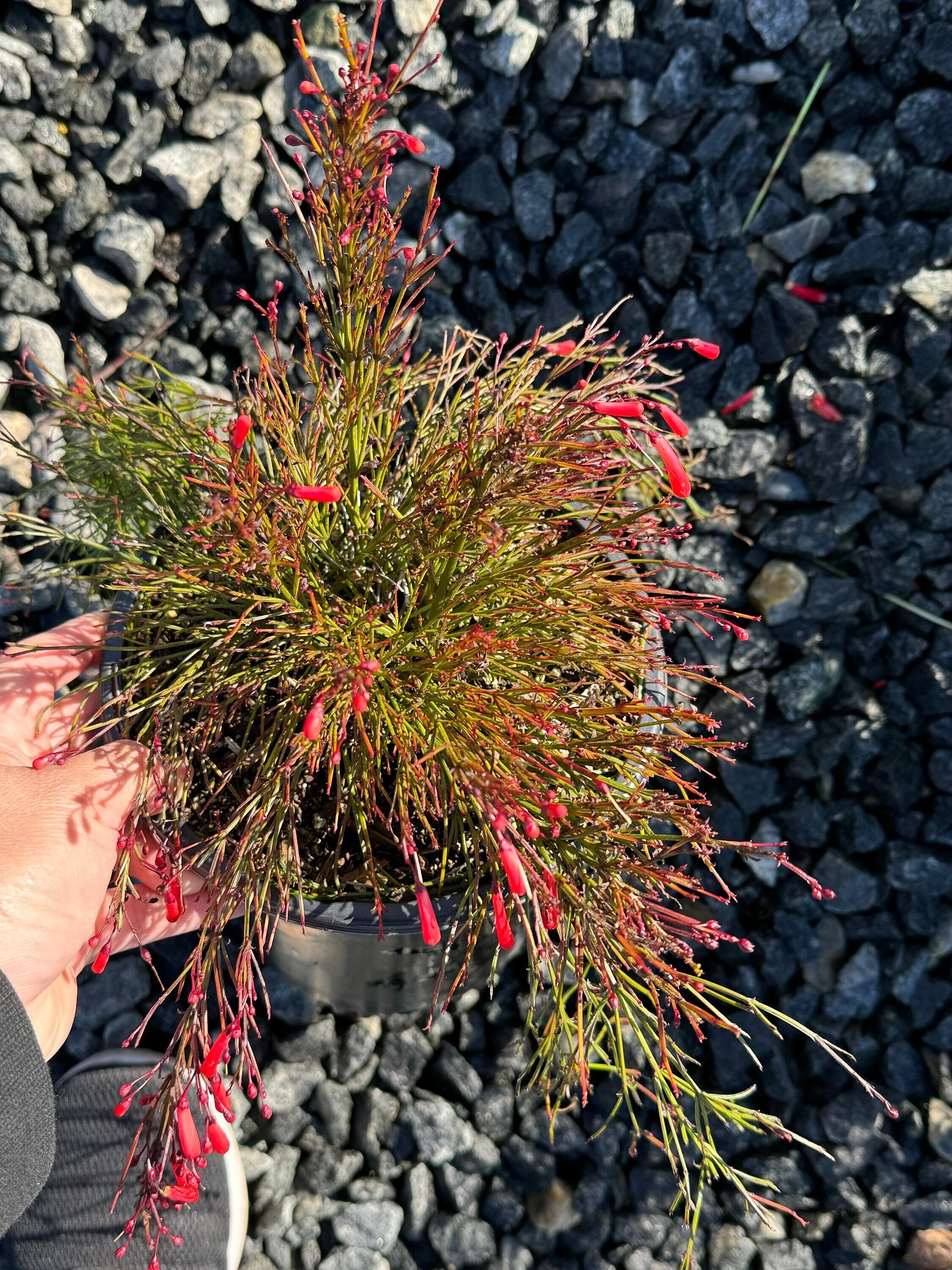 Coral Fountain Grass- Firecracker Plant- Russelia Equiseti- Currently ...