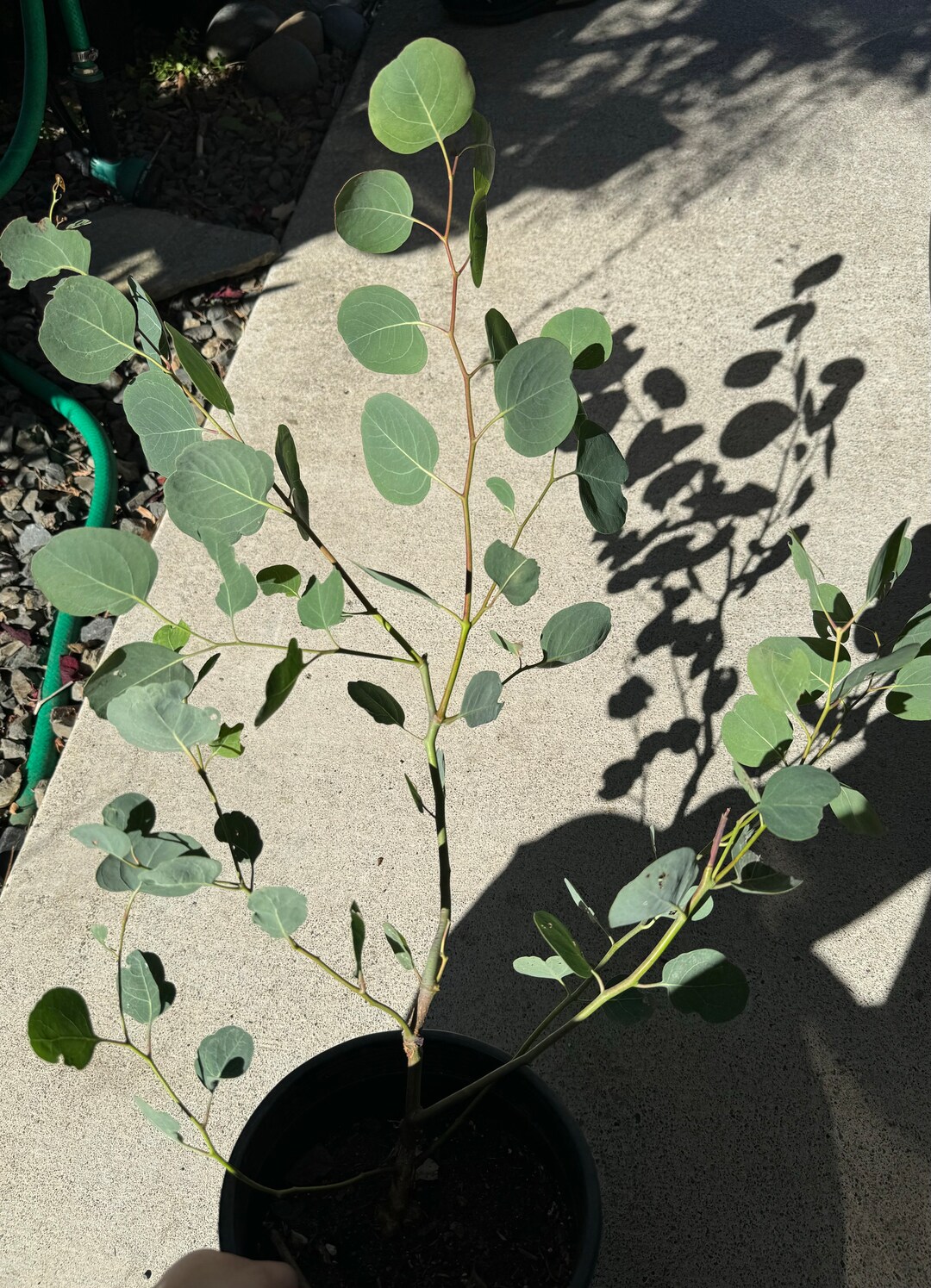 Eucalyptus ‘red Box’ (eucalyptus Polyanthemos) Silver Dollar Gum - Etsy