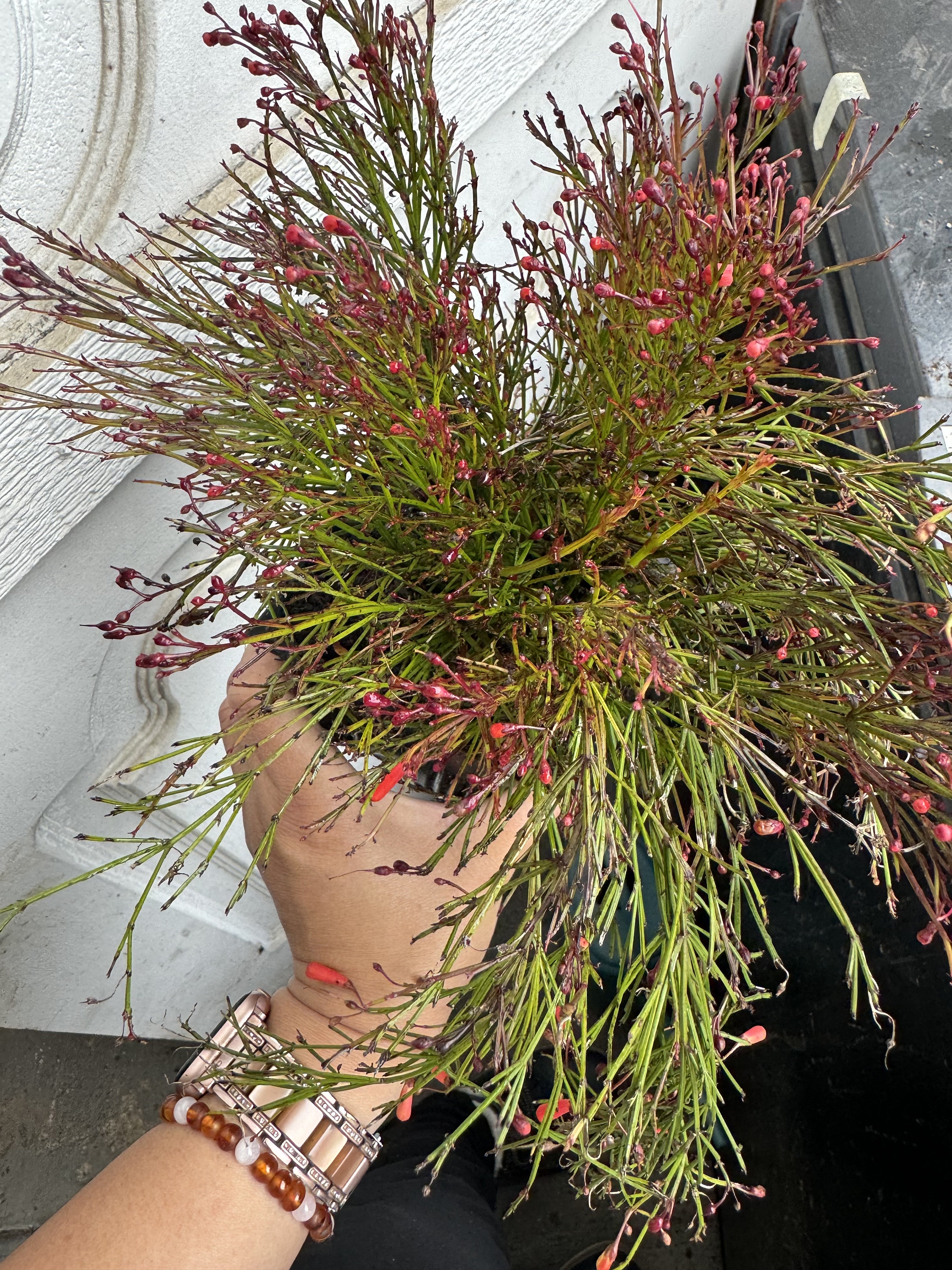 Coral Fountain Grass- Firecracker Plant- Russelia Equiseti- Currently ...