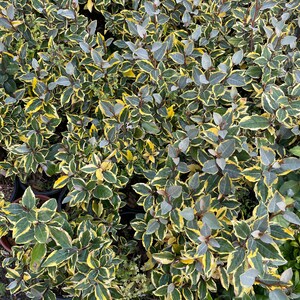 Gilt Edge Silverberry Plant - Variegated Elaeagnus in One-gallon Pot - Etsy