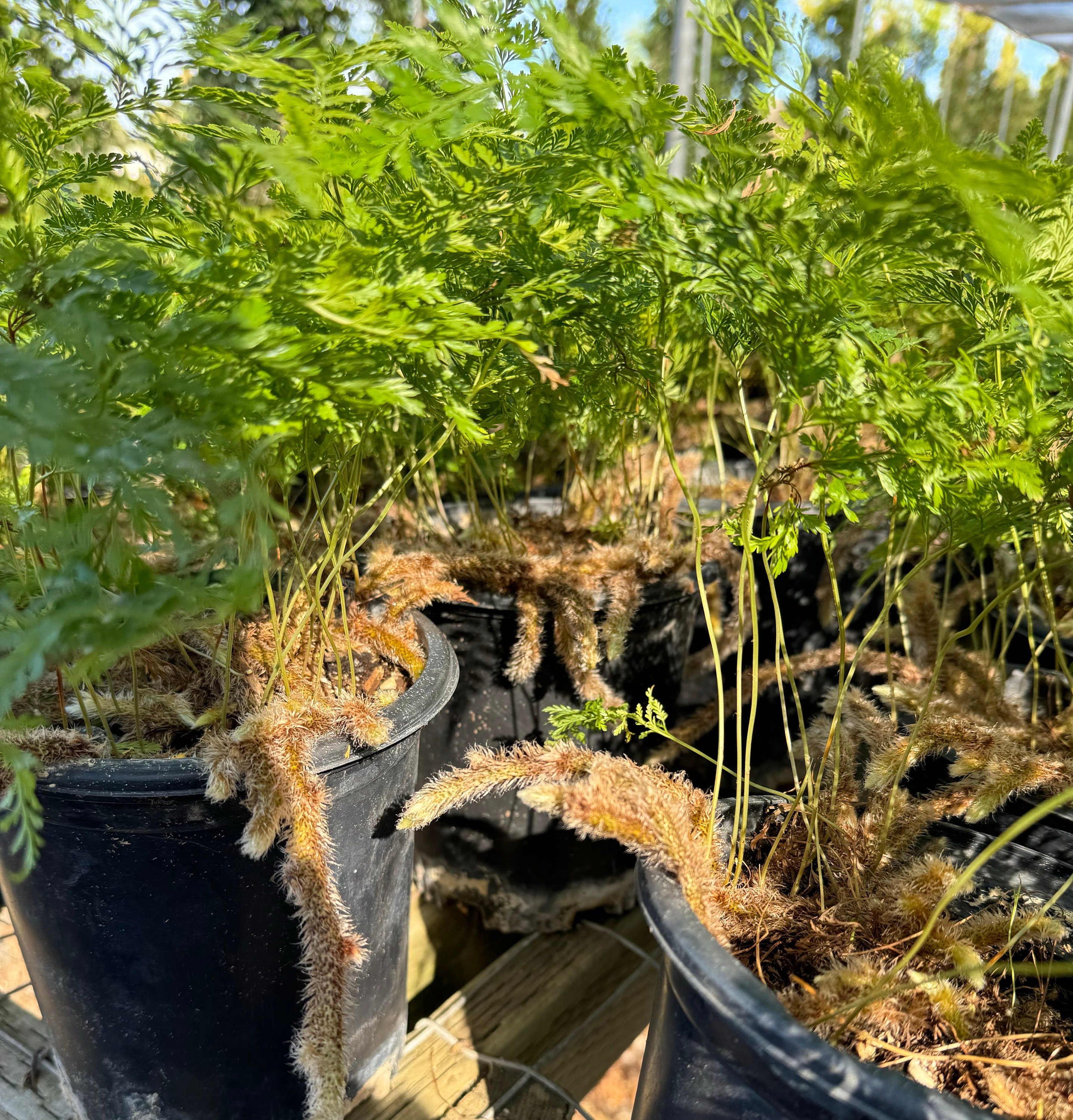 Rabbit's Foot Fern Davallia Trichomanoides, Squirrel's Foot Fern - Etsy